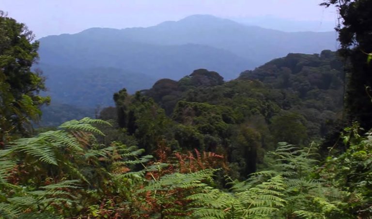 3 Days Kibira National Park Safari | Wildlife Safari in Burundi.