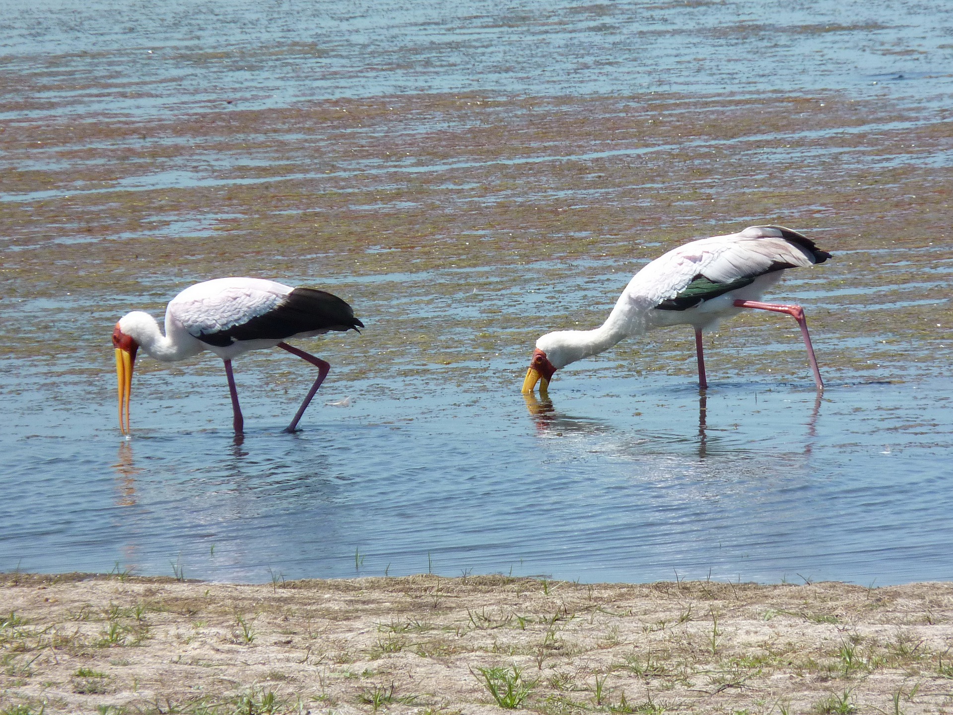 Best Bird Watching Places in Uganda | Birding Destinations in Uganda.