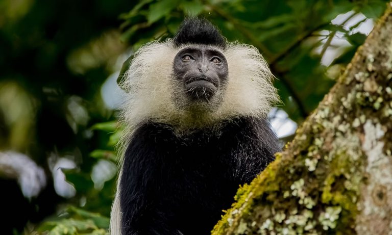 8 Days Primate Tracking Tour in Rwanda | Rwanda Primate Safari.