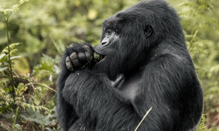 7 Days Primate Tracking Safari in Rwanda | Gorilla Adventure Tours