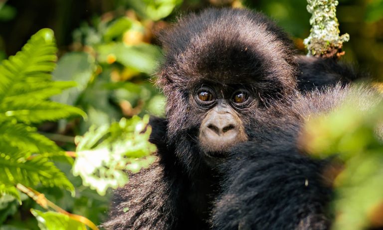 3 Days Tour Tracking Rwanda Gorillas | Gorilla Adventure Tours.